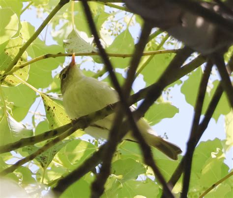 大阪城公園西の丸庭園コルリオスメスノゴマキビタキオスメスセンダイムシクイコサメビタキコゲラエナガ 晴歩雨描
