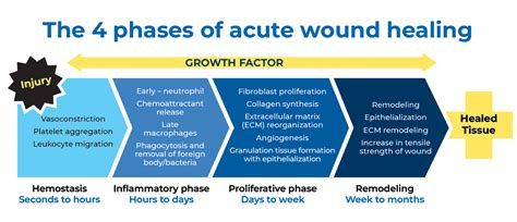 Epithelialization Pictures The Pcca Blog Wound Pathophysiology And
