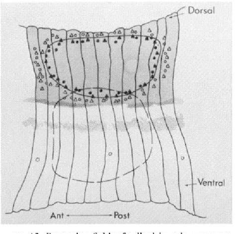 figure 13 from specific modalities and receptive fields of sensory