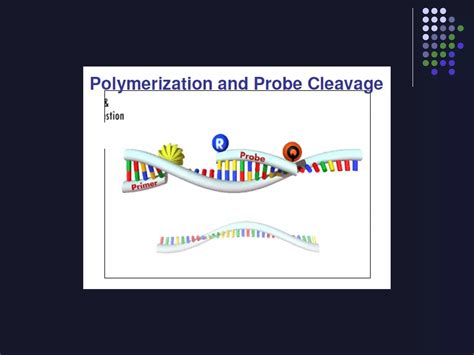 Real Time Pcr Ppt