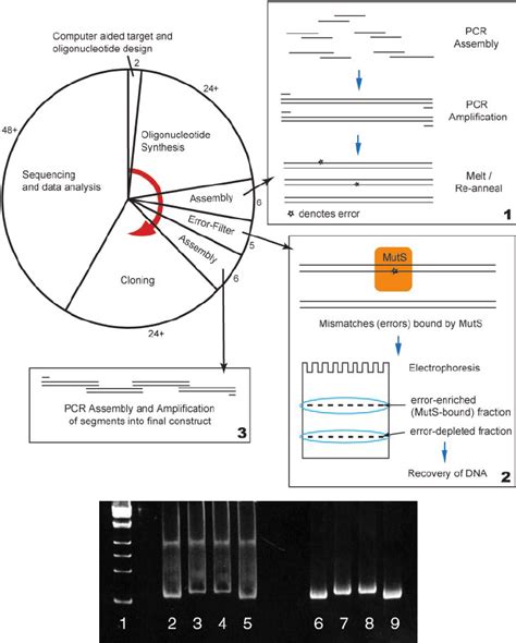 A Principal Steps Performed In The Construction Of Synthetic Genes