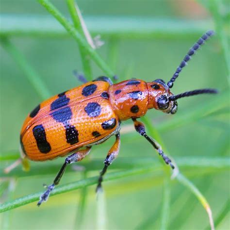 Beetle Facts Types Lifespan Classification Habitat Pictures
