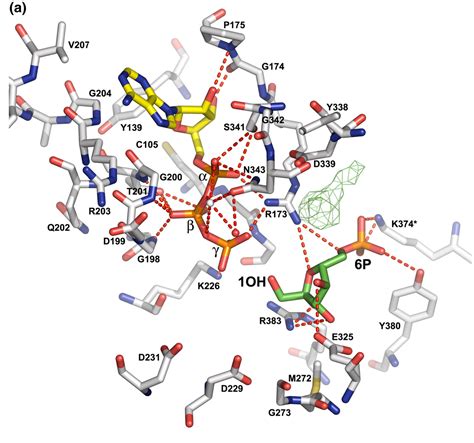 Figure 3 From The Crystal Structure Of Atp Bound Phosphofructokinase From Trypanosoma Brucei