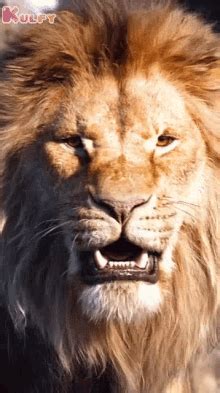 Lion Roar S Tenor