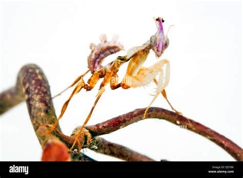 Giant Devil Mantis Large Devils Flower Idolomantis Diabolica Specimen