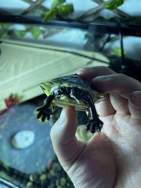 Turtle Breed And Gender R Turtle