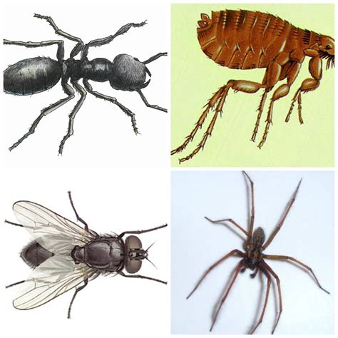 What Is A Household Pest Atlanta Pest Control