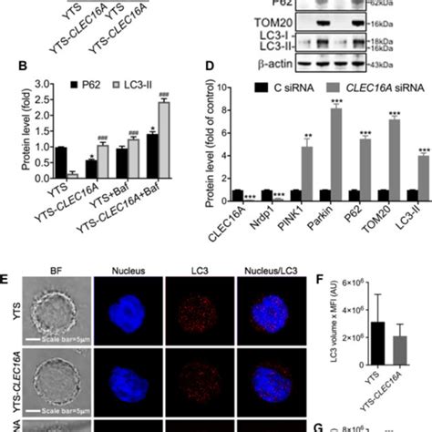 Overexpression Restrains Conjugate Formation And Migration In