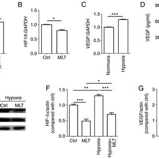 MLT Inhibits The Viability And Angiogenesis Of HUVECs By Disrupting The