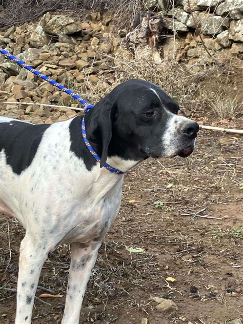 Conor Pointers In Need English Pointer Rescue And Rehoming