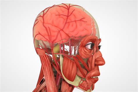 C4d Brain Model Creative Image Picture Free Download 401804573