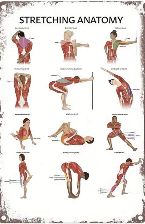 Stretching Exercises Chart Artofit
