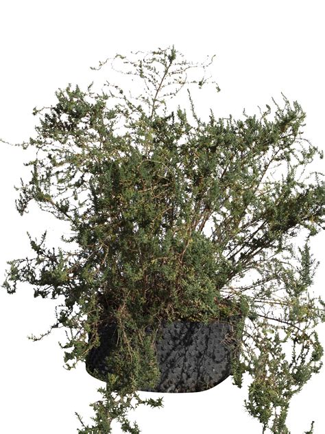 Suaeda Vera Botanicaldrygarden