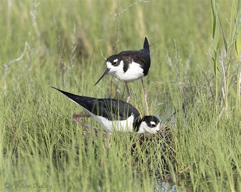 Nesting Black Necked Stilts The Changing Of The Guard Feathered