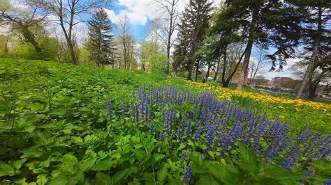 Пролет пукна ние Не пролетните цветя в Райска Градина Spring In