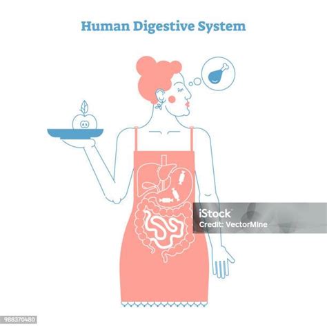 人體消化系統解剖線條風格的藝術載體插圖 醫學教育橫斷面海報向量圖形及更多消化系統圖片 消化系統 食道 人類內臟 Istock