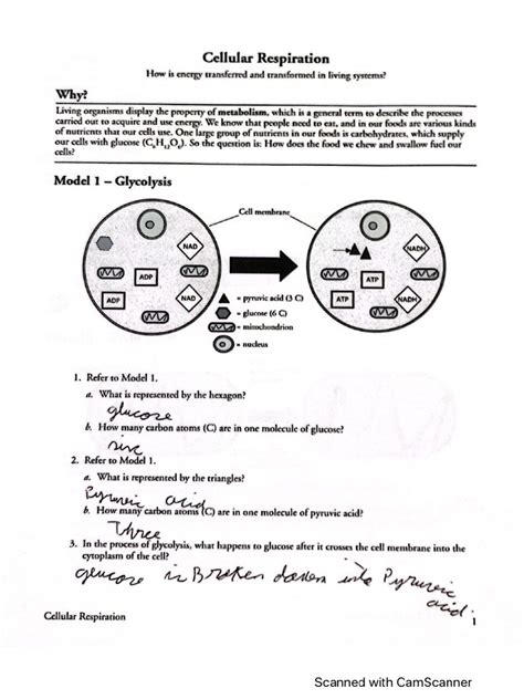 Respiration Pogil Pdf