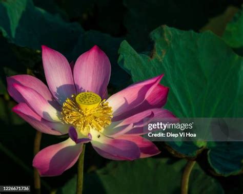 Lutos Photos And Premium High Res Pictures Getty Images