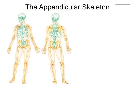 Summary Appendicular Skeletonpdf Appendicular Skeleton 1pdf Skull