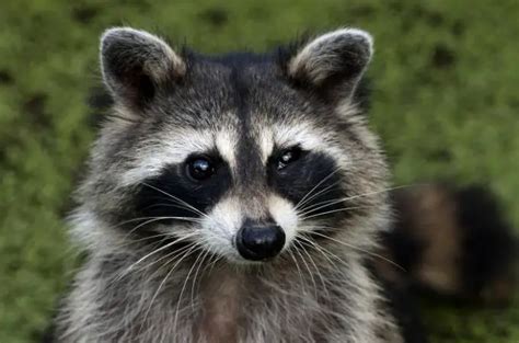Do Foxes Eat Raccoons Toxic Or Healthy