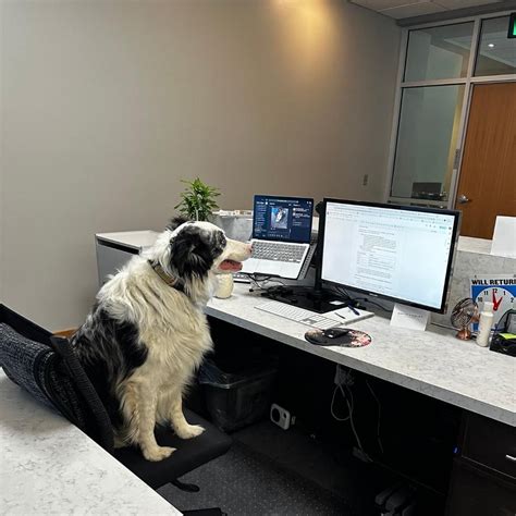 Smith Malek Pllc On Linkedin Lawfirmlife Dogsinoffice