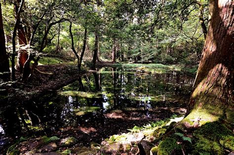 御手洗池おみたらし平泉寺白山神社 3 遠い世界に