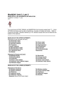 Anatomy Lab Exercise Muscular System