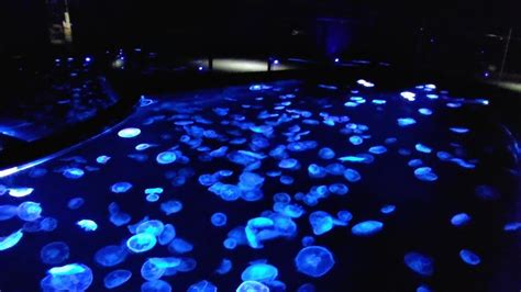 墨田区【すみだ水族館】美しいクラゲの世界 新体感水槽《ビックシャーレ》 Youtube