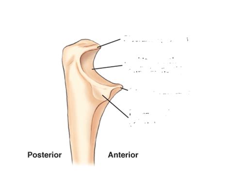 Proximal Ulna Lateral Quiz