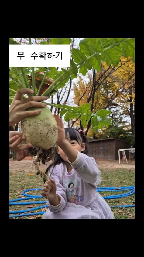 덕성여자대학교부속유치원 유치원에 심은 당근은 어떻게 되었는지 궁금 하셨죠 당근은 수확하여서 전체유아들과 갈아서 쥬스로 만들어 먹었답니다 평소 잘안먹는 당근이 달콤한