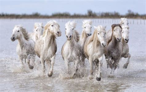 За тези породи коне едва ли някога сте чували и виждали Определено ще
