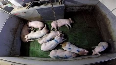 Pigdataset Roboflow Universe