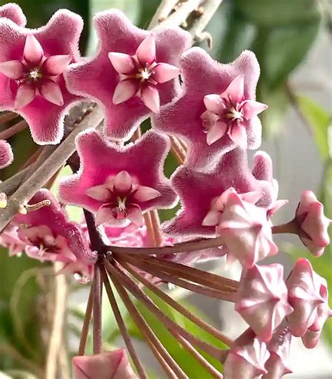 호야 꽃에서 꿀이 뚝뚝 꽃 팝콘 터진 호야 리즈시절 보셈 Botanical House