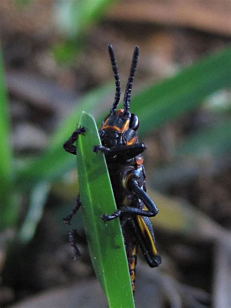 Beautiful Eastern Lubber Grasshopper In Nymph Stage