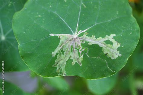 Leaf Mines Caused By The Larvae Of Flies Or Other Insects The Adult