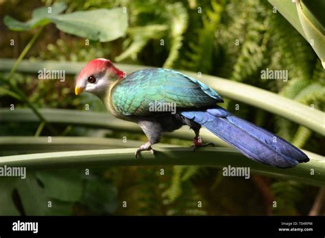 A Red Crested Turaco At Tropical Wings Zoo Chelmsford Essex Uk This