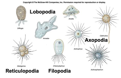 Lecture 13 Microbial Eukaryotes Ras Flashcards Quizlet