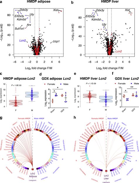 Sex Specific Metabolic Functions Of Adipose Lipocalin 2 Pmc