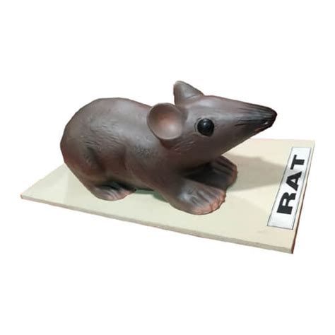 Rat Model Lab Asia Science And Technology Corporation