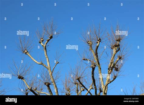 Tree Branches Without Foliage Against Blue Sky Stock Photo Alamy