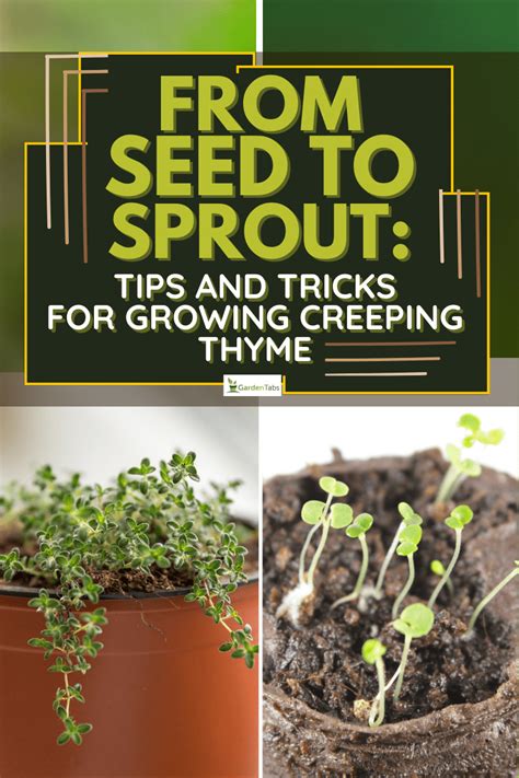 From Seed To Sprout Tips And Tricks For Growing Creeping Thyme