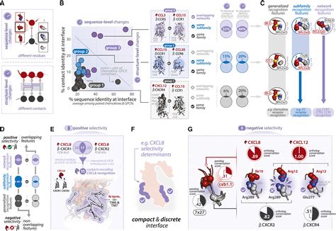 Encoding And Decoding Selectivity And Promiscuity In The Human