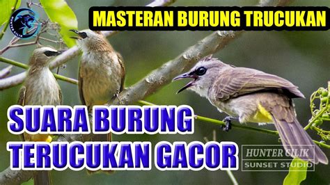 SUARA BURUNG TRUCUKAN GACOR UNTUK MASTERAN PIKAT Mp YouTube