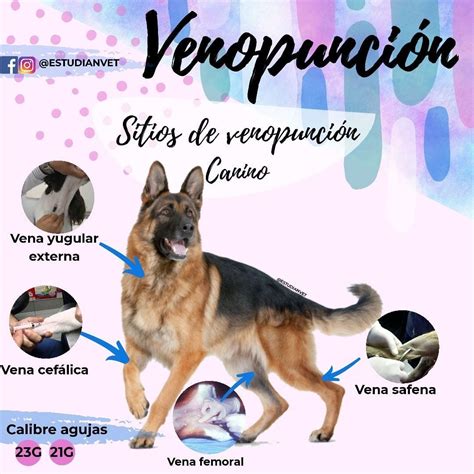 Venopunción en canino Medicina veterinaria Veterinaria y zootecnia