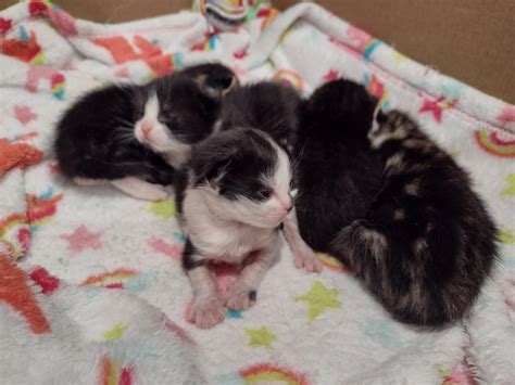 Little Cuddle Puddle Raww