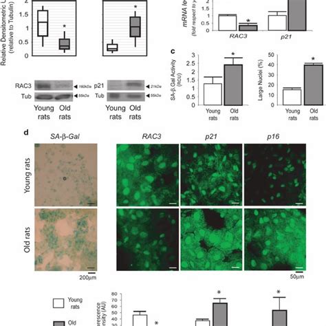 Senescence Induction With Hydrogen Peroxide Or Rapamycin Rapa In