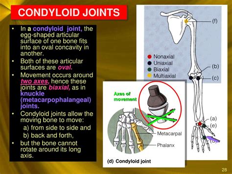 Condyloid Joint Movement In Sport At Carl Cosme Blog