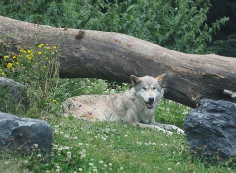 Pin On Mackenzie Wolf
