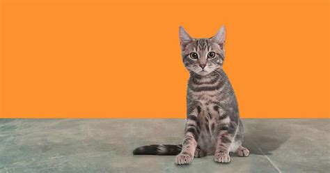 Different Wall Different Cat Imgur