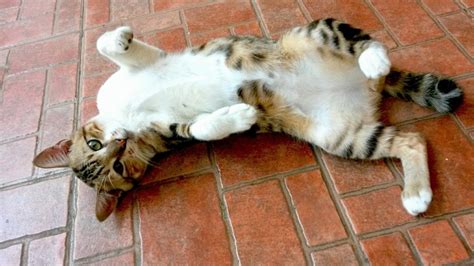 Do Male Cats Have Nipples Vet Verified Feline Anatomy Facts Hepper